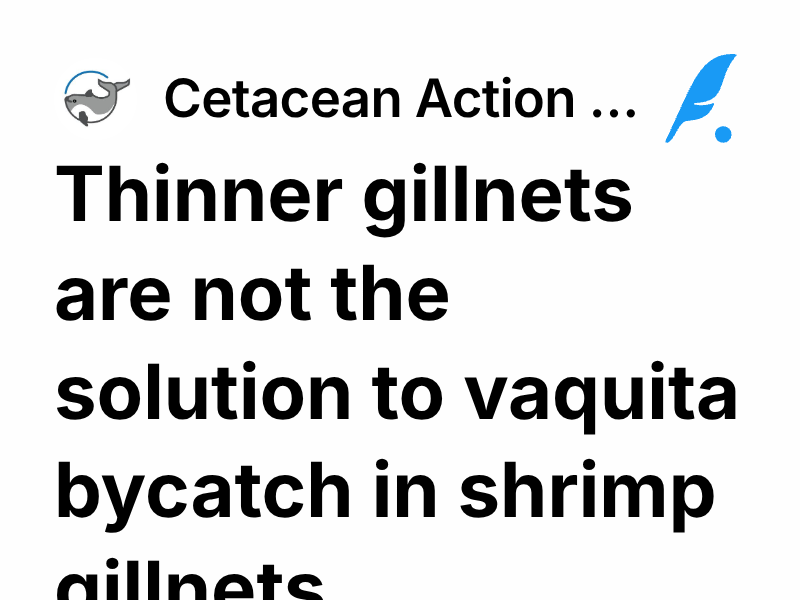 Thinner gillnets are not the solution to vaquita bycatch in shrimp ...