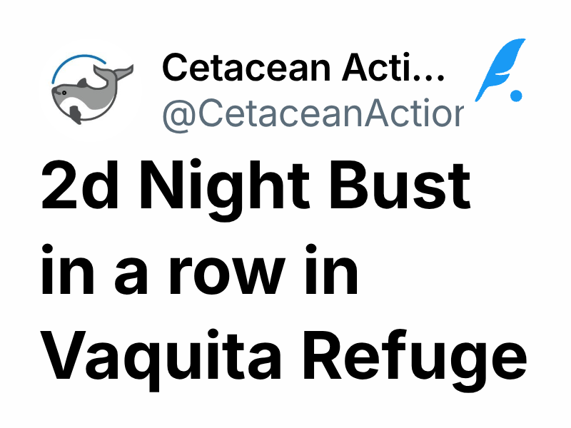 2d Night Bust in a row in Vaquita Refuge | Cetacean Action Treasury