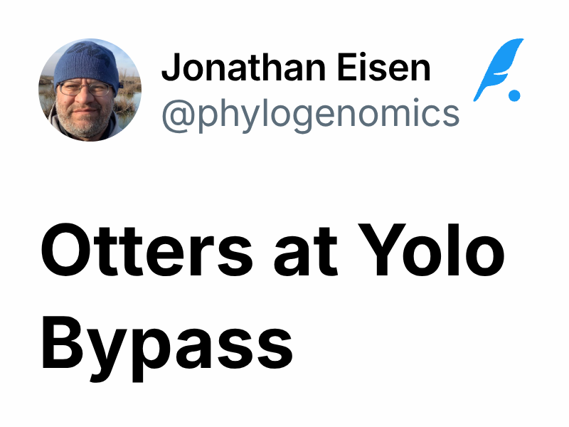 Otters at Yolo Bypass | Jonathan Eisen